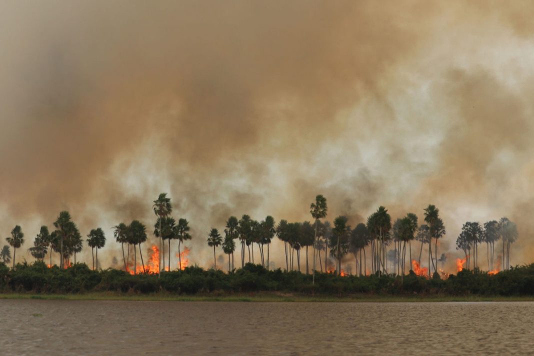Imágenes Impactantes De Los Incendios En Pantanal Sudamérica